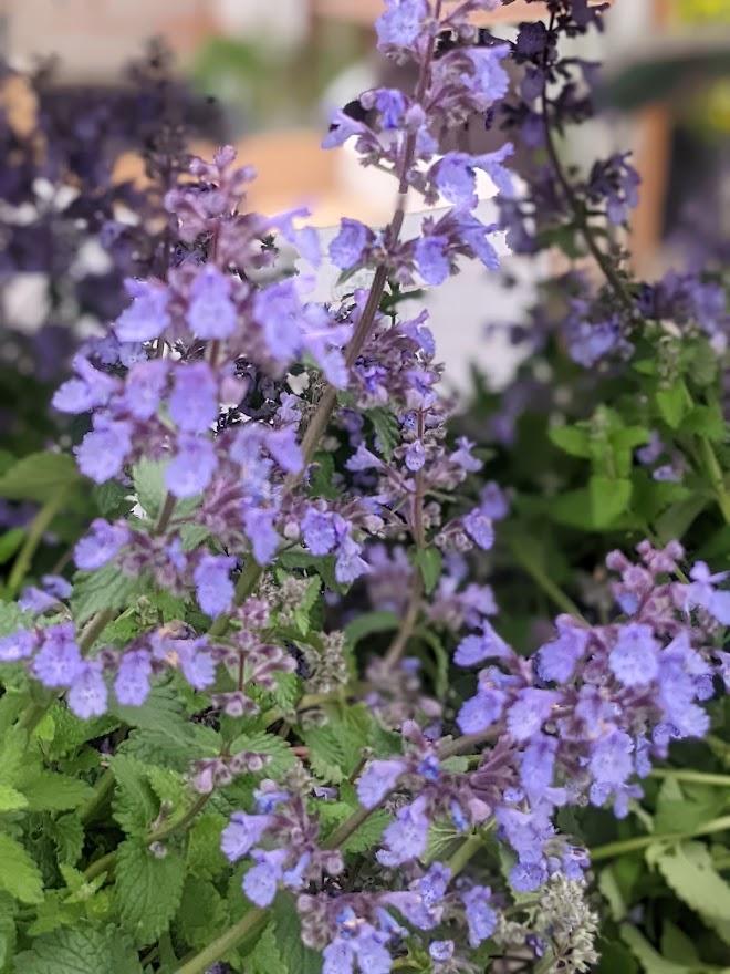 Photo of the bloom of Catmint (Nepeta 'Picture Purrfect') posted by Joy ...