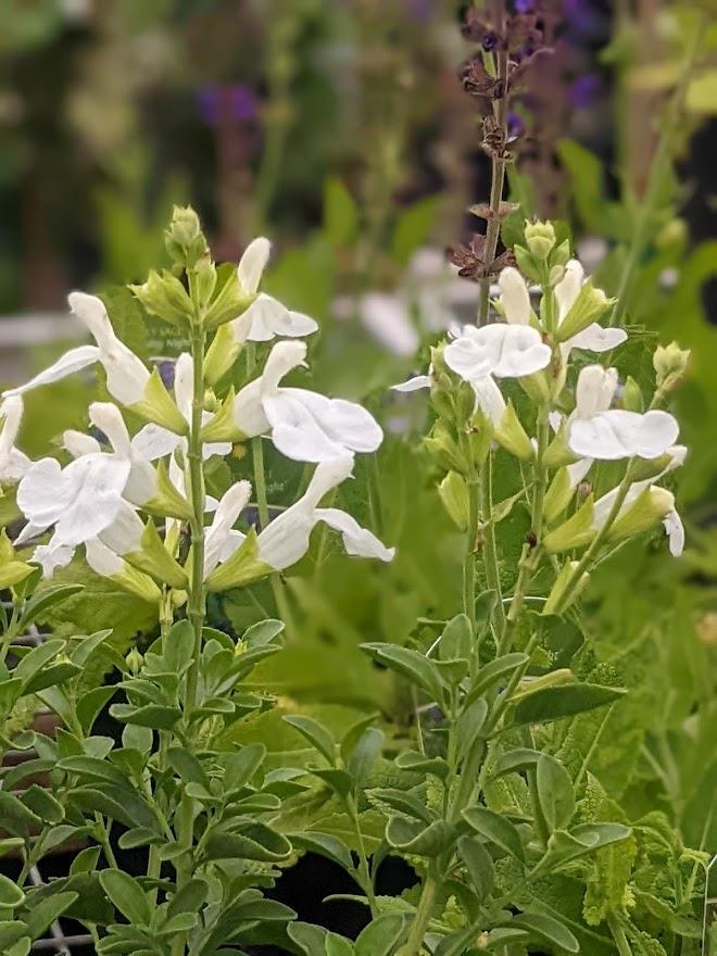 Salvia (Salvia greggii Mirage™ White) in the Salvias Database - Garden.org