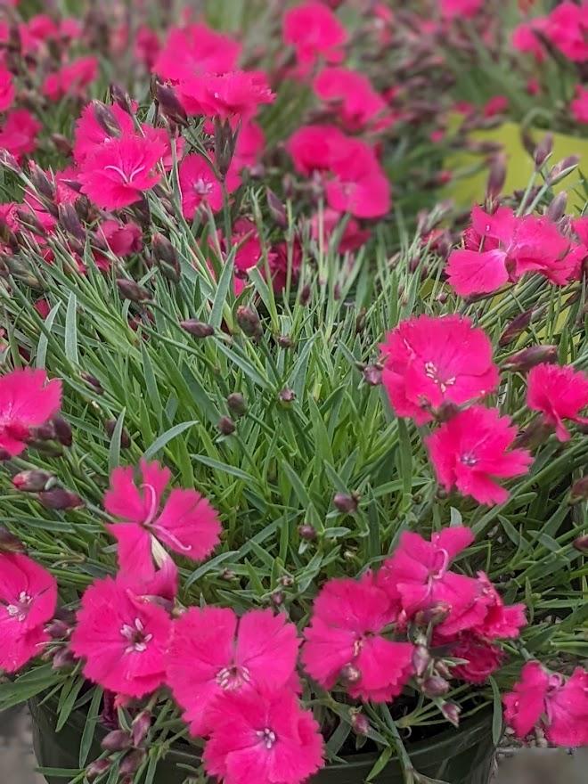 Photo of the entire plant of Dianthus Vivid™ Bright Light posted by Joy ...