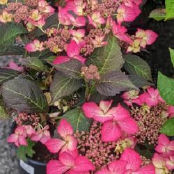 Hydrangea (Hydrangea macrophylla Dutch Ladies™ Selina) in the ...