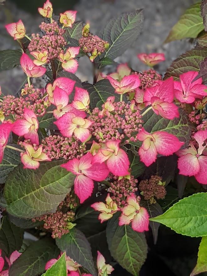 Hydrangea (Hydrangea macrophylla Dutch Ladies™ Selina) in the ...