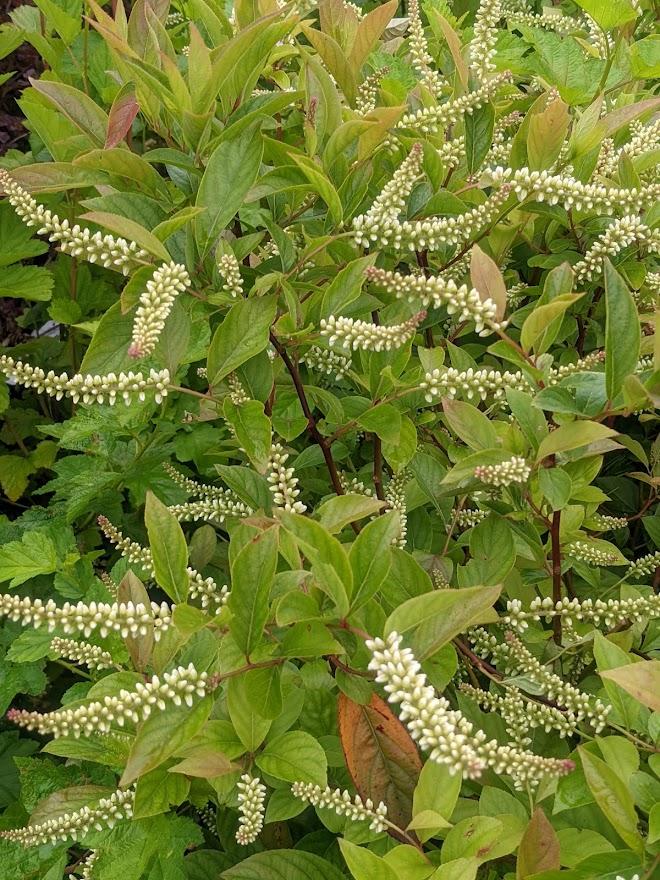 Photo of the bloom of Sweetspire (Itea virginica Love Child®) posted by ...