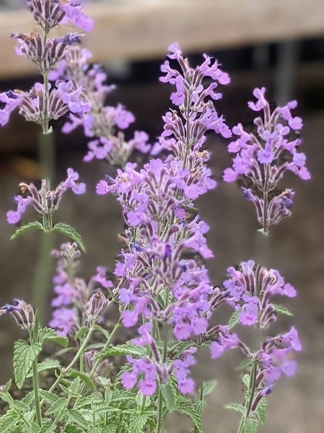 Nepeta Little Trudy® in the Catmints Database - Garden.org