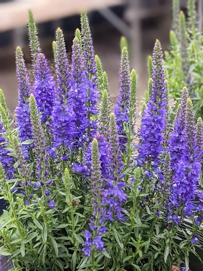 Spike Speedwell (Veronica Vespers™ Blue) in the Veronicas Database ...