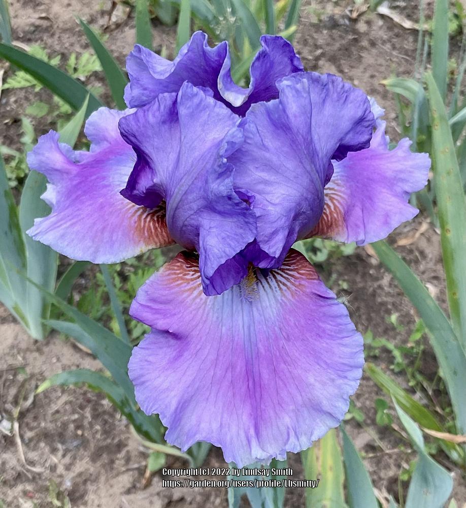 Photo of the bloom of Tall Bearded Iris (Iris 'Electric Current ...