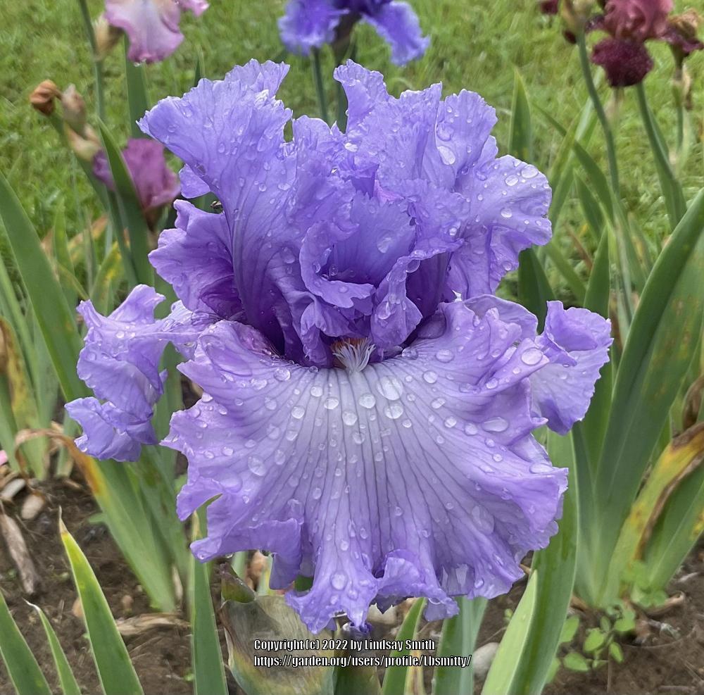 Photo of the bloom of Tall Bearded Iris (Iris 'Soul Mate') posted by ...