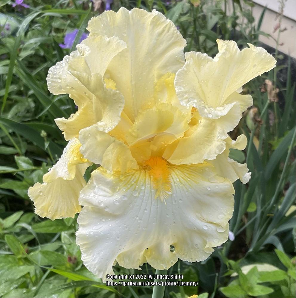 Tall Bearded Iris (Iris 'Absolute Star') in the Irises Database ...