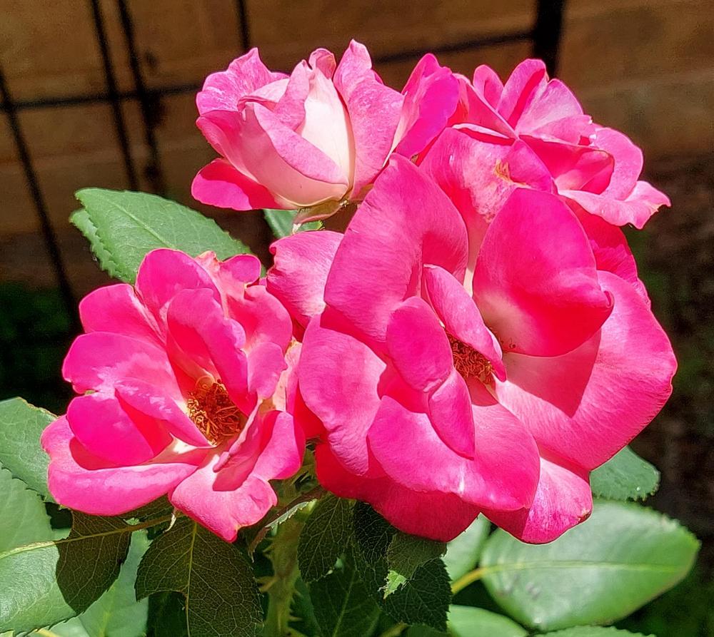 Photo of the bloom of Rose (Rosa 'Cancan') posted by LindsayG - Garden.org