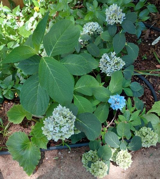 Photo of the entire plant of Hydrangea (Hydrangea macrophylla Blue ...