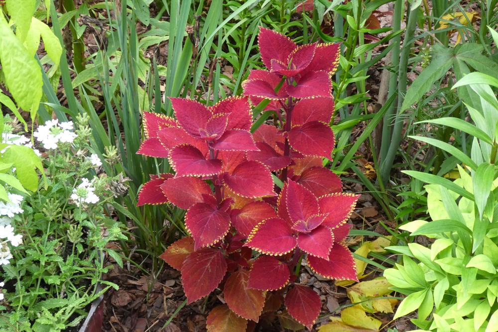 Photo of the entire plant of Coleus (Coleus scutellarioides 'Ruby Slipper') posted by LoriMT ...