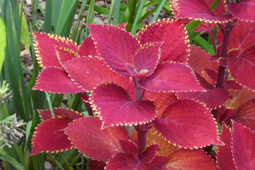 Photo of the leaves of Coleus (Coleus scutellarioides 'Ruby Slipper') posted by LoriMT - Garden.org