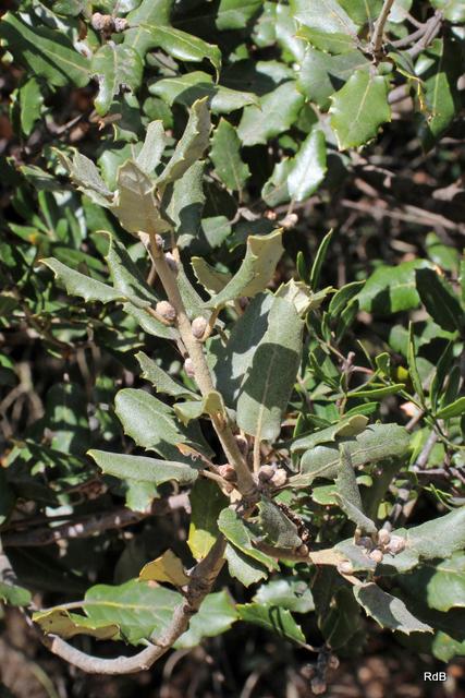 Oak (Quercus rotundifolia) - Garden.org