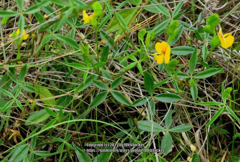 Photo of the entire plant of Viperina (Zornia bracteata) posted by ...