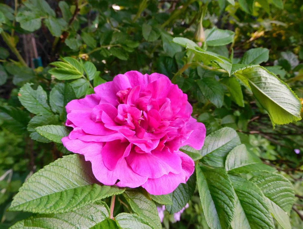 Photo of the bloom of Rose (Rosa rugosa 'Hansa') posted by adknative ...