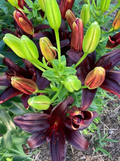 Photo of the bloom of Lily (Lilium 'Nightrider') posted by jkporter ...
