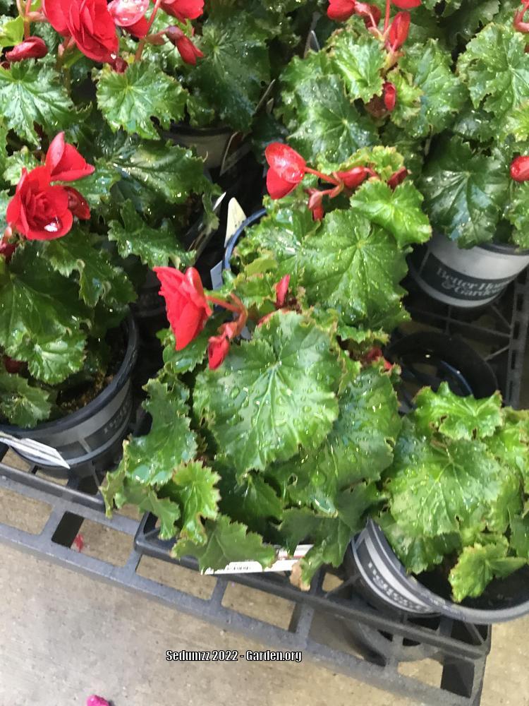 Photo of the entire plant of Begonia 'BK Bonny' posted by sedumzz ...