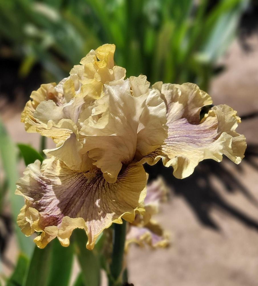 Photo of the bloom of Tall Bearded Iris (Iris 'Buckskin Ruffles ...