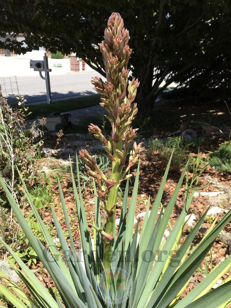 Photo of the stem, scape, stalk or bark of Yucca 'Blue Sentry' posted ...
