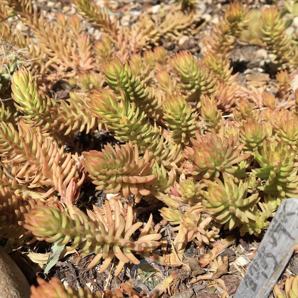 Photo of the entire plant of Stonecrop (Petrosedum rupestre subsp ...