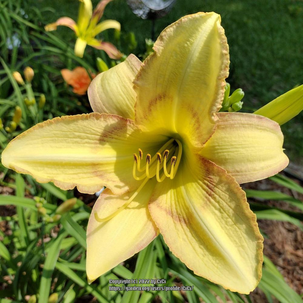 Photo of the bloom of Daylily (Hemerocallis 'Delicate Design') posted ...
