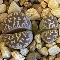 Photo of the entire plant of Living Stones (Lithops naureeniae) posted ...