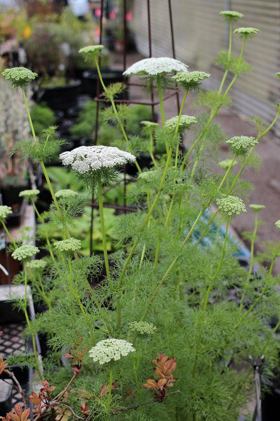 Photo of the entire plant of False Queen Anne's Lace (Visnaga daucoides ...