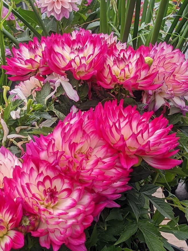 Photo of the bloom of Dahlia LaBella® Maggiore Rose Bicolour posted by ...