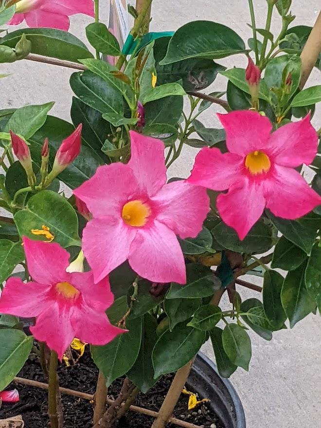 Mandevilla Bella™ Pink - Garden.org