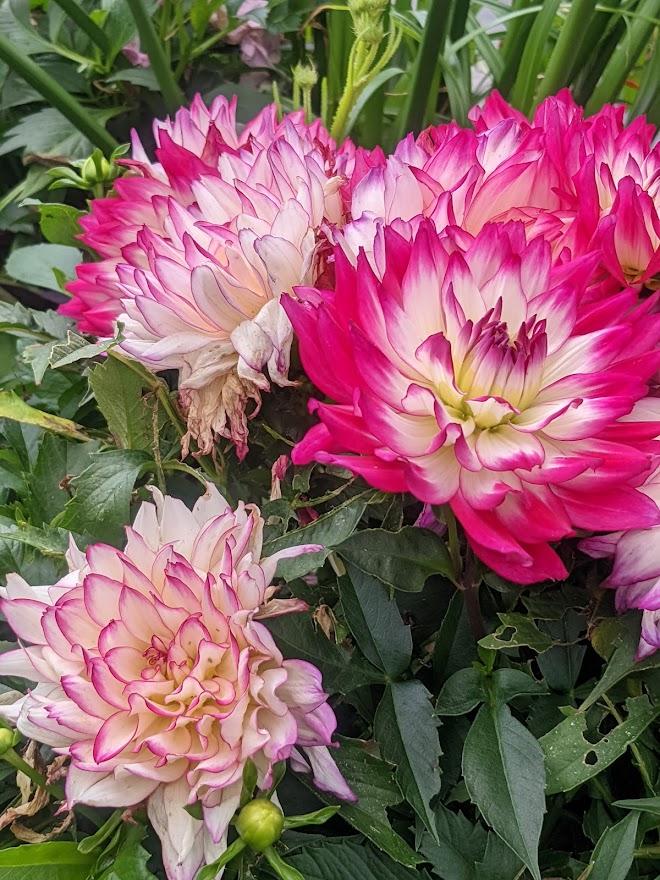 Photo of the entire plant of Dahlia LaBella® Maggiore Rose Bicolour ...