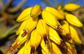 Photo of the bloom of Maiden's Quiver Tree (Aloidendron ramosissimum ...