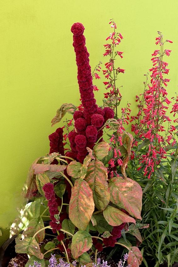 Elephant Head Amaranth (Amaranthus tricolor 'Greek') - Garden.org