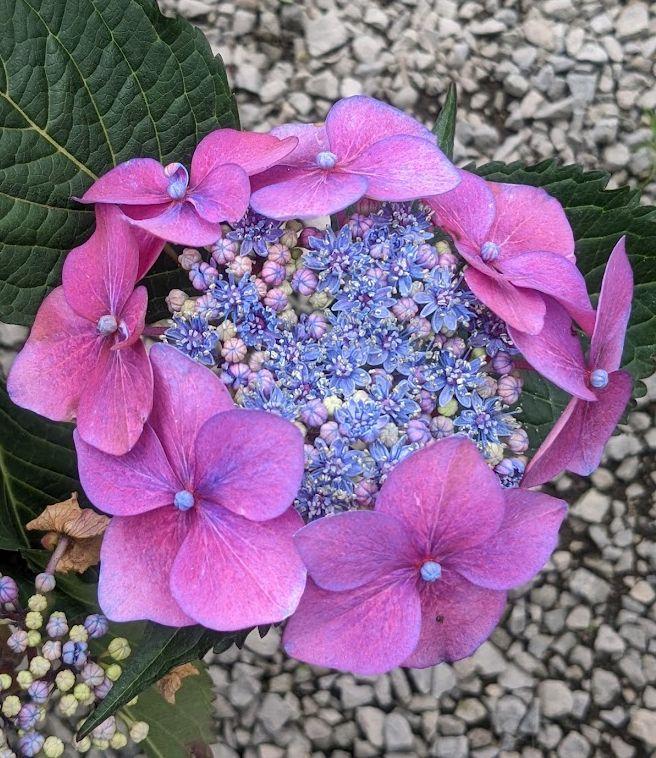 Photo of the bloom of Hydrangea (Hydrangea serrata Seaside Serenade ...