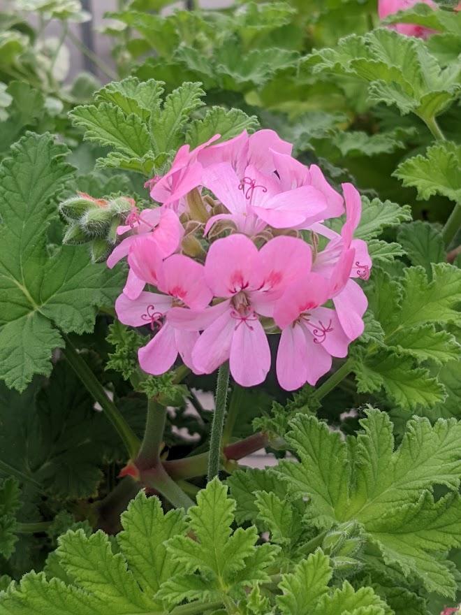Photo of the entire plant of Storksbill (Pelargonium 'Sweet Mimosa ...