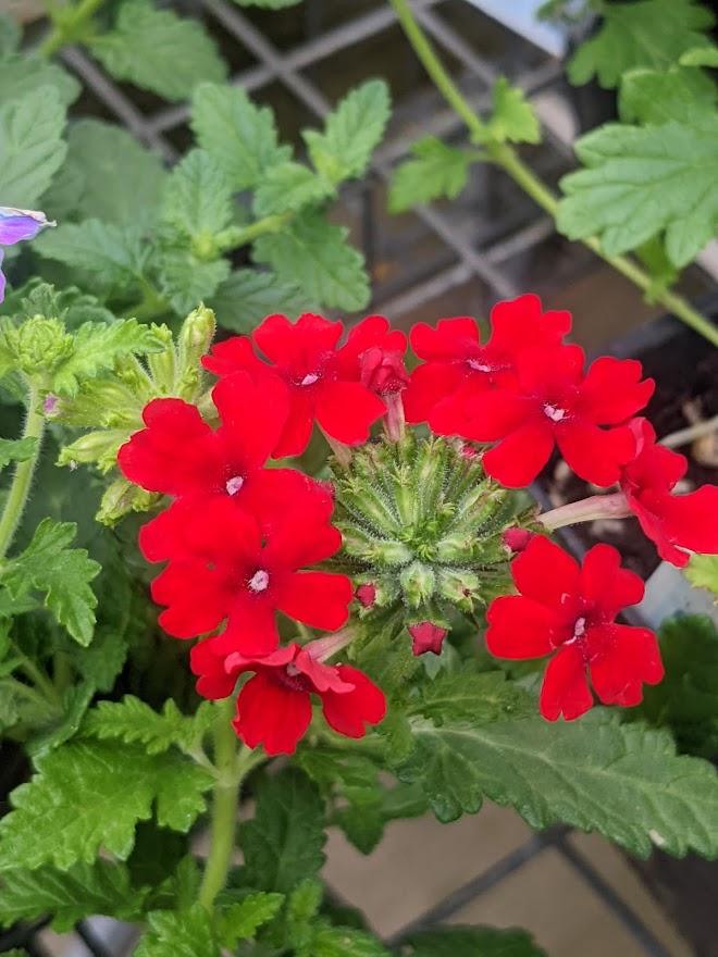 Photo of the bloom of Verbena (Verbena peruviana Firehouse™ Red) posted ...
