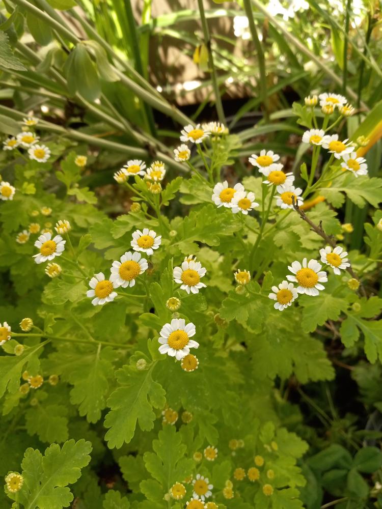 Photo of the bloom of Golden Feverfew (Tanacetum parthenium 'Aureum ...