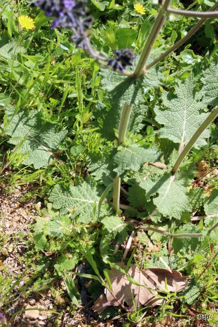 Photo of the leaves of Wild Clary Sage (Salvia verbenaca) posted by ...