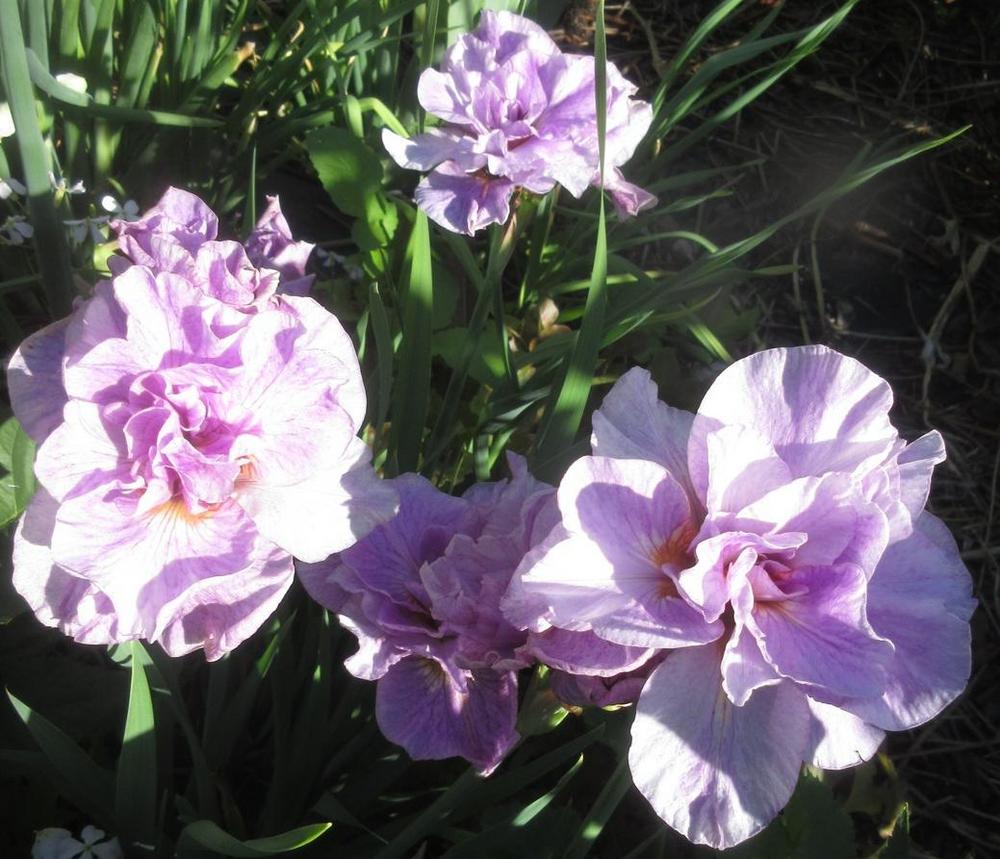 Photo of the bloom of Siberian Iris (Iris 'Longfields Pink Parfait ...
