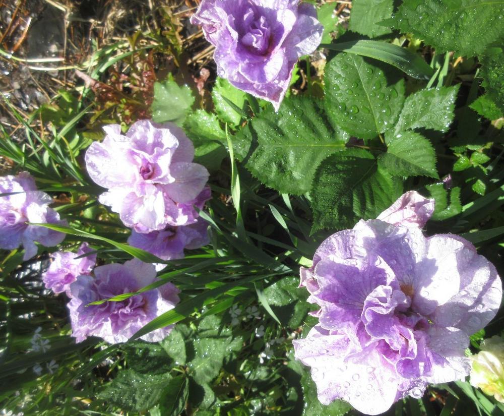 Photo of the bloom of Siberian Iris (Iris 'Longfields Pink Parfait ...