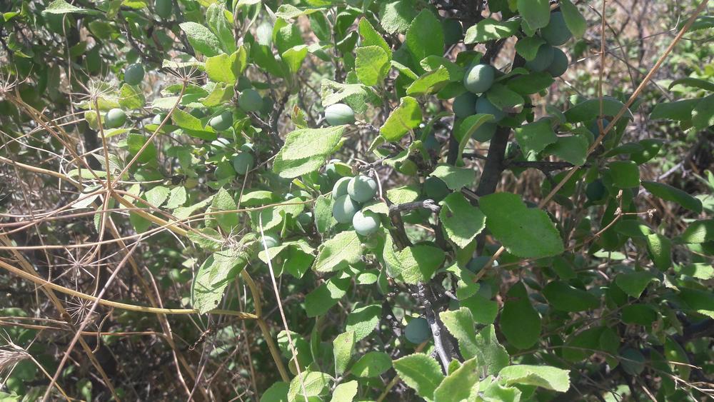 Photo of the leaves of Sloe (Prunus spinosa) posted by skopjecollection ...