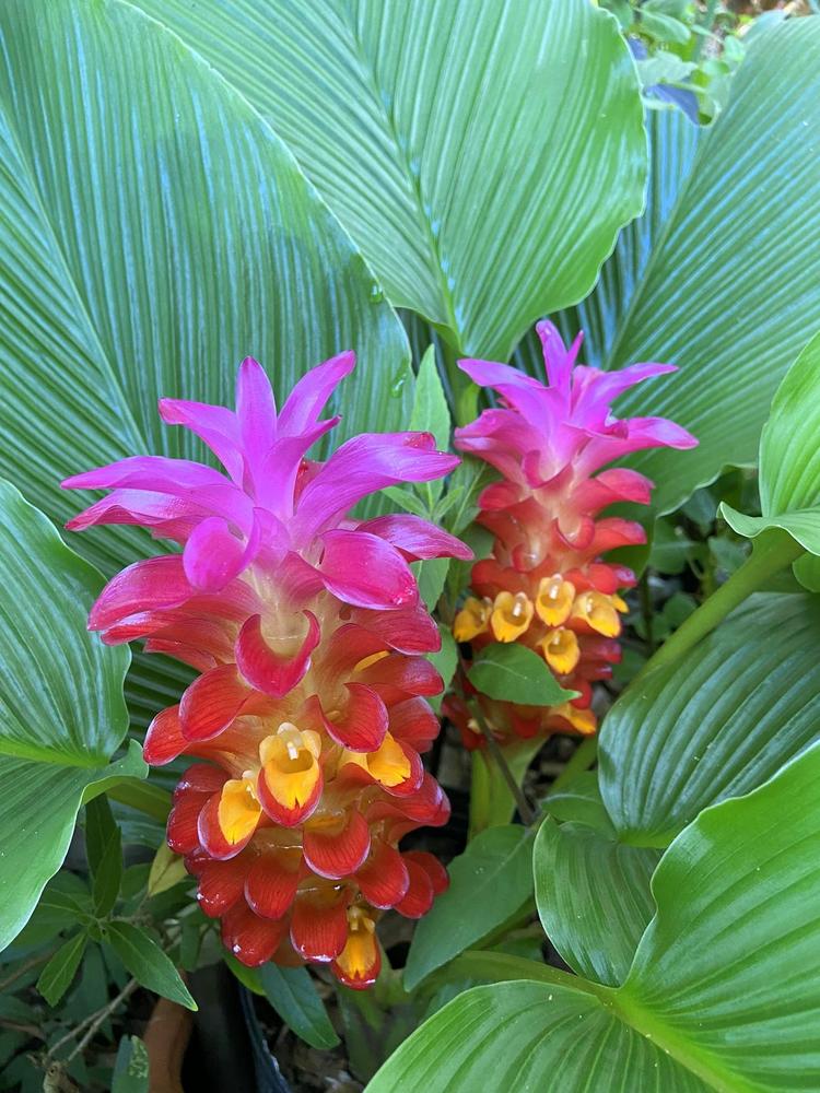 Photo of the bloom of Curcuma 'Ban Rai Red' posted by sunkissed ...