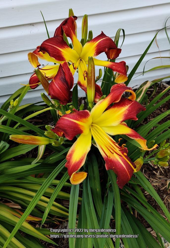 Daylily (Hemerocallis 'Rumba Numba') in the Daylilies Database - Garden.org