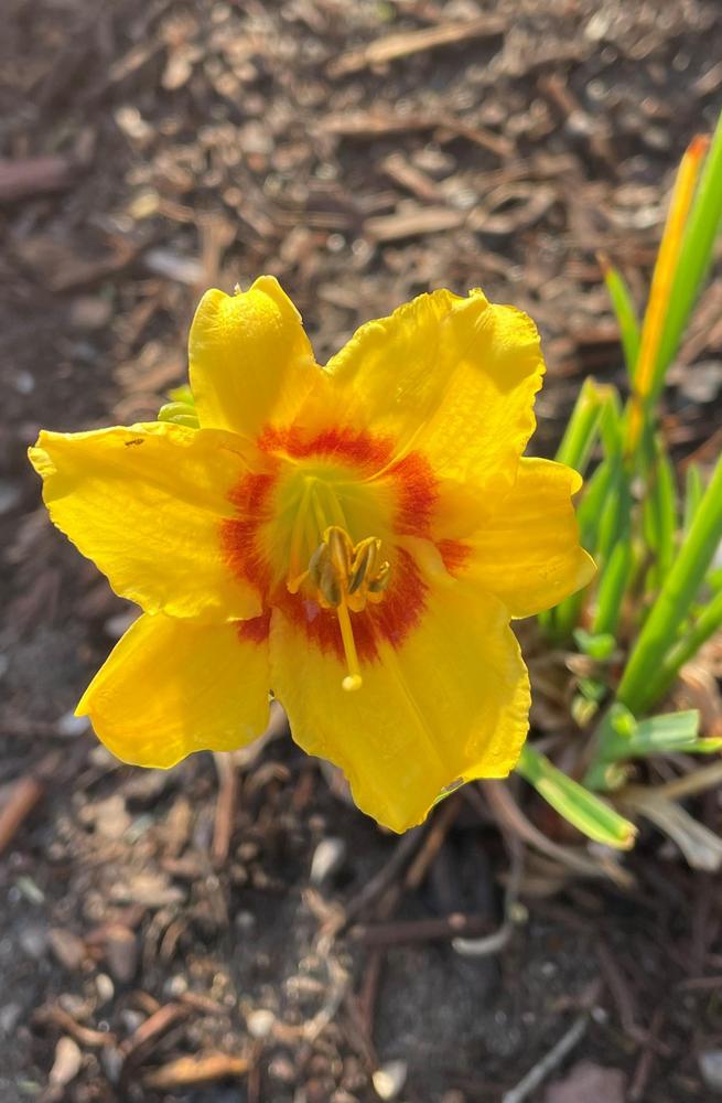 Photo of the bloom of Daylily (Hemerocallis 'Siloam June Bug') posted ...