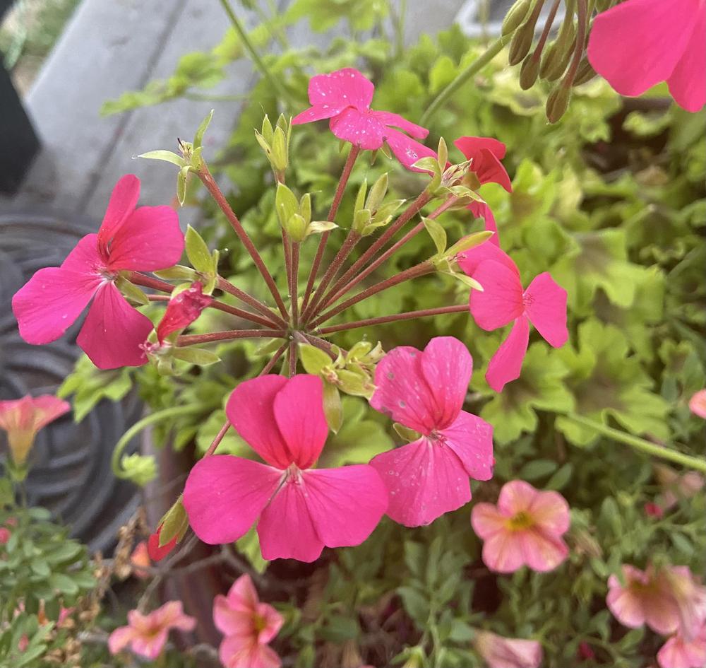 Photo of the bloom of Zonal Geranium (Pelargonium x hortorum Glitterati ...