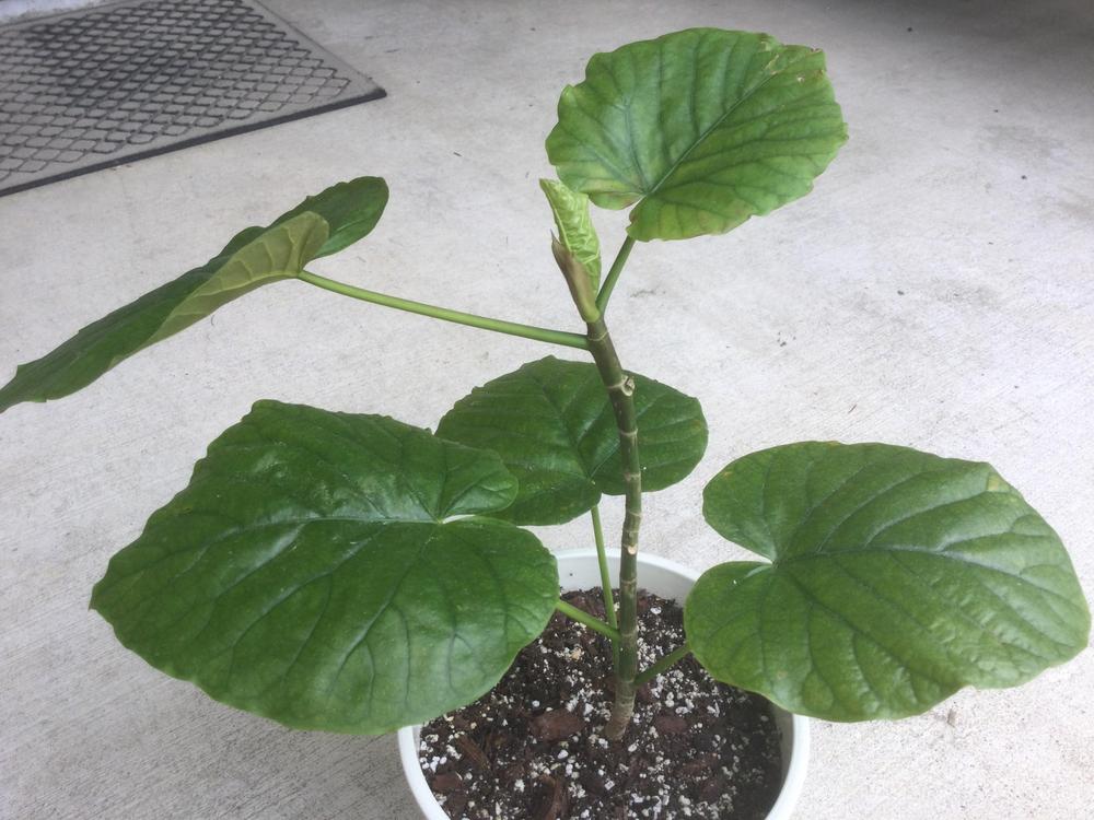 Umbrella Fig (Ficus umbellata) - Garden.org
