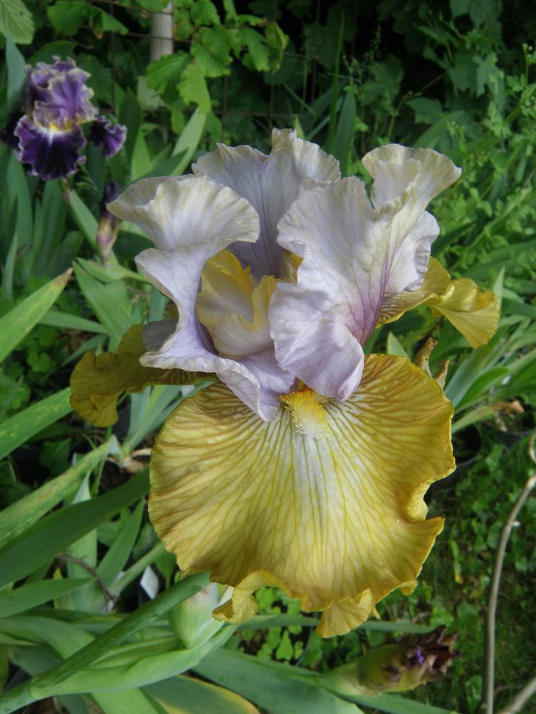 Photo of the bloom of Tall Bearded Iris (Iris 'Sir Thomas Hanbury ...