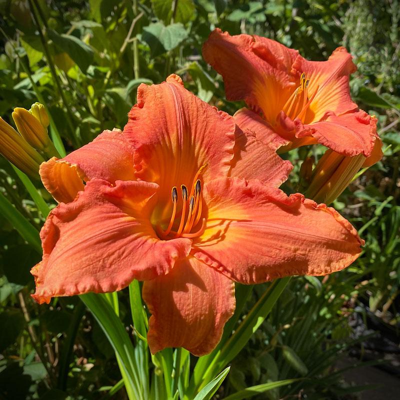 Daylily (Hemerocallis 'Chinese Autumn') in the Daylilies Database ...