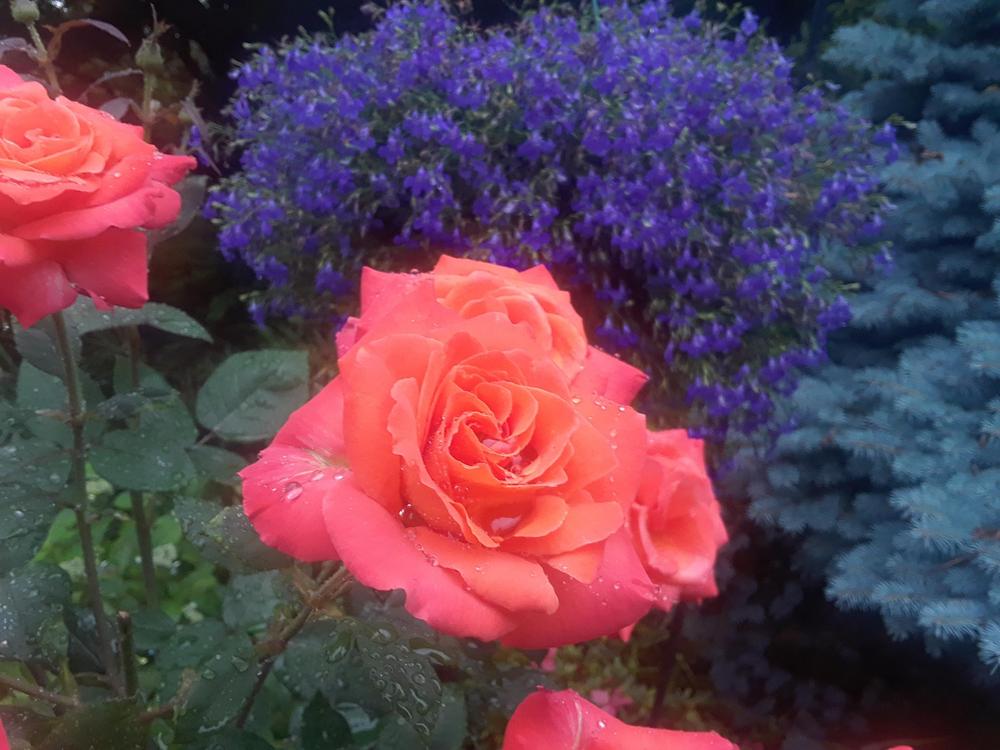 Photo of the bloom of Rose (Rosa 'Wildfire') posted by LivinEZ - Garden.org