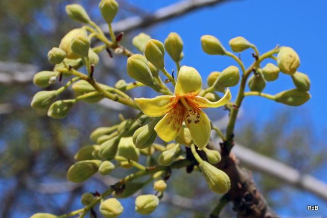 Photo of the bloom of Lowveld Chestnut (Sterculia murex) posted by ...