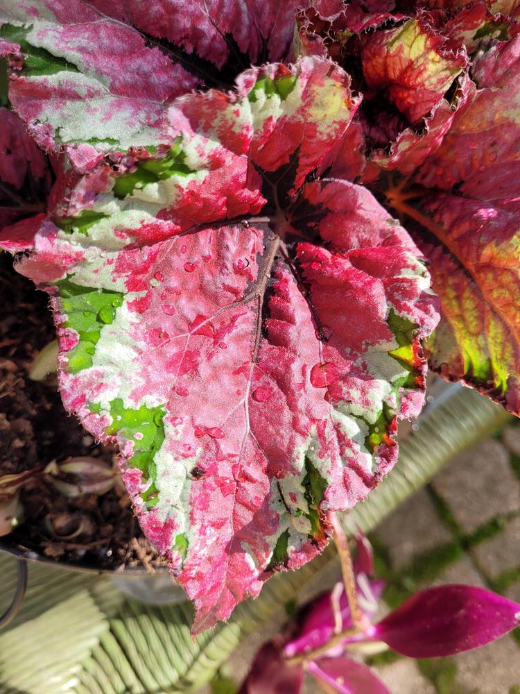 Photo of the leaves of Rex Begonia (Begonia rex-cultorum Shadow King ...