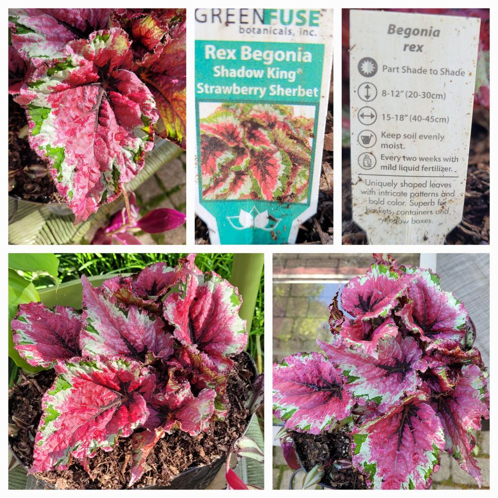 Photo of the entire plant of Rex Begonia (Begonia rex-cultorum Shadow ...